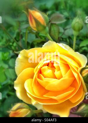Buds of a yellow rose on a bush. Blooming roses in the garden. Yellow ...