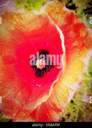 Poppy flower head Stock Photo - Alamy