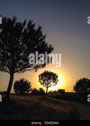 Golden sunset behind pine trees reflected in lake in summer Stock Photo ...