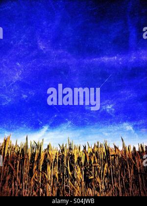 Corn field against the blue sky Stock Photo - Alamy