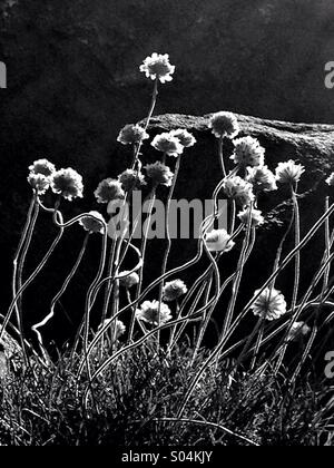 Rock clover backlit Stock Photo - Alamy