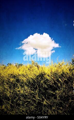 blue sky and white cloud Stock Photo - Alamy