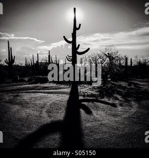 Cactus and shadow Stock Photo - Alamy