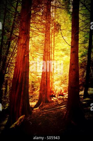 In the forest, trees with warm light in the evening.Forest Stock Photo ...