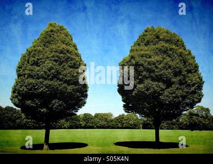 Two symmetrical trees Stock Photo - Alamy