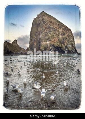 OR, Oregon Coast, Cannon Beach, feeding the sea gulls, Haystack Rock in ...