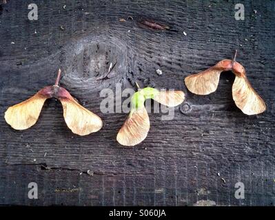 Sycamore seeds. Three winged seeds (or keys) of the sycamore tree (Acer ...