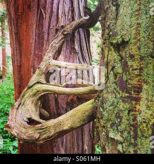 Bent tree trunk, Deception Pass State Park, Washington Stock Photo - Alamy