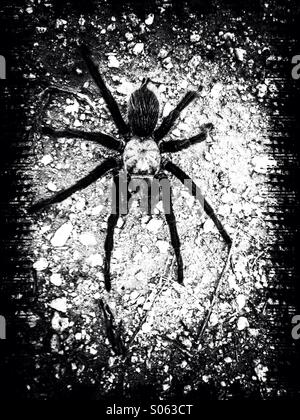 Scary tarantula spider on floor in room Stock Photo - Alamy