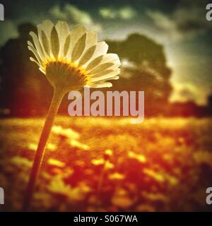 Single daisy in a field Stock Photo - Alamy