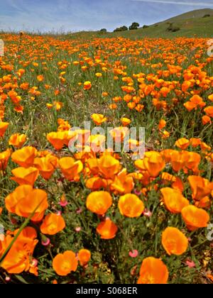 California, Mt Diablo, Spring flowers on East Trail Stock Photo - Alamy