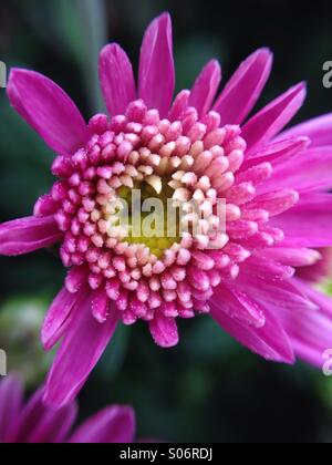Close up of purple, autumn mums, studio shot Stock Photo - Alamy