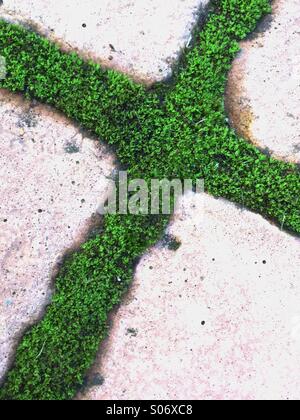 Green moss texture Stock Photo - Alamy