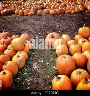 pumpkins for sale Stock Photo - Alamy