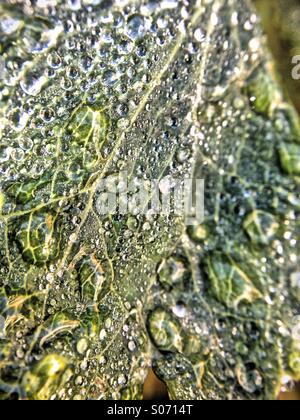 Morning Dew on Plants Stock Photo - Alamy