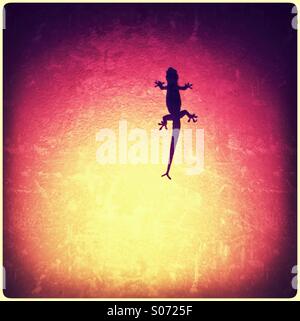 Fork tailed gecko Stock Photo - Alamy