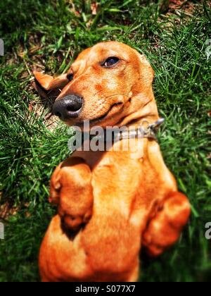 Dog dachshund grass puppy pet brown animal collar canine lawn, small ...