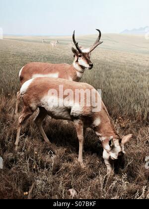 Pronghorn Antelope Buck and Doe Stock Photo - Alamy