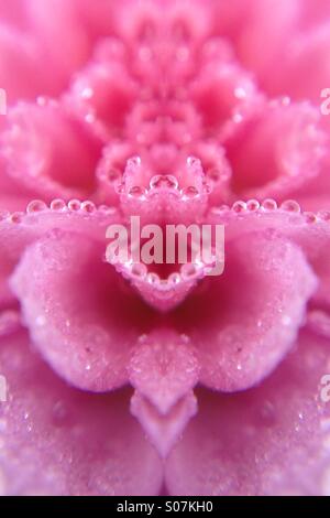 Symmetrical photo of rain drops on a petal Stock Photo - Alamy