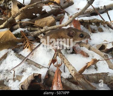 Mouse in Snow Stock Photo: 53526282 - Alamy