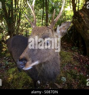 Yakushima Sika Deer (Cervus nippon yakushimae) wild buck, Yakushima ...
