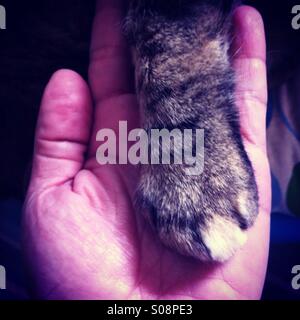 Human hand and cat paw Stock Photo: 140585070 - Alamy