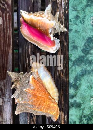 Conch Shell, Belize Stock Photo - Alamy