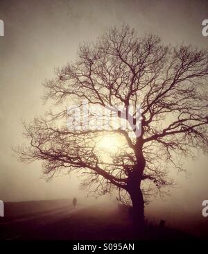 Figure walking under tree in fog Stock Photo - Alamy