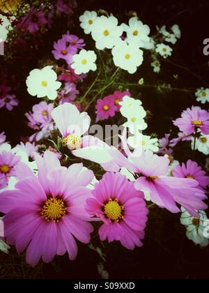 Pink and white cosmos flowers Stock Photo - Alamy