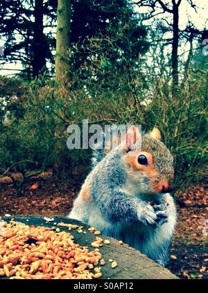 Squirrel gathering food Stock Photo - Alamy