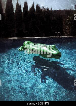 Inflatable alligator pool toy floating in backyard swimming pool, it's ...