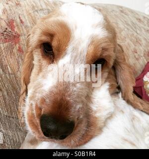 Face of a lemon roan spaniel puppy with long tan, brown ears and a ...