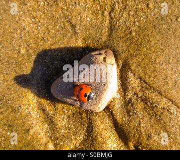 Ladybug at the BEACH!!! Stock Photo - Alamy