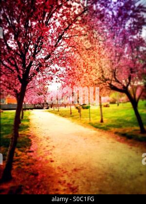 Spring blossom explosion Stock Photo - Alamy