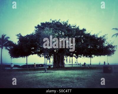 Very large Banyan tree in Honolulu Hawaii USA Stock Photo - Alamy