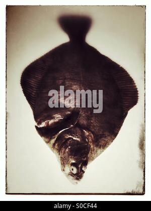 Large plaice flat fish Stock Photo - Alamy