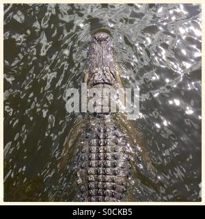 Alligator Top View Stock Photo - Alamy
