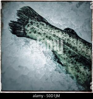 Close-up of dead fish tail in plate Stock Photo - Alamy