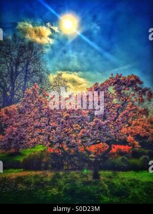 Spring Blossom In Hyde Park London UK Stock Photo - Alamy