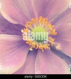 Close-up of flowering yellow anemones (Anemonoides ranunculoides) in a ...