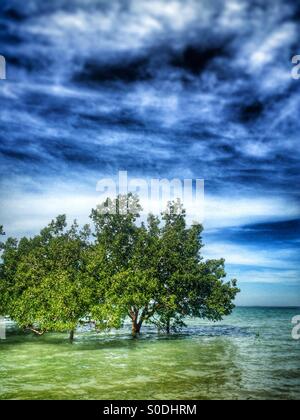 Mangrove near Darwin in the Northern Territory of Australia. Australian ...