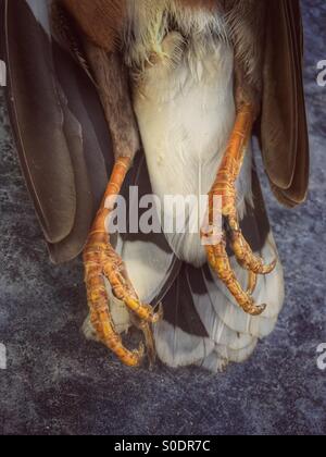 Close-up of dead bird claws Stock Photo - Alamy