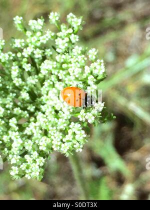 ladybug on a wildflower Stock Photo - Alamy
