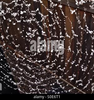 Cobweb cobwebs spiders webs web spider winter frost Stock Photo ...