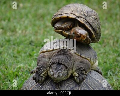 Box turtle, snapping turtle, and red ear slider turtle pile Stock Photo ...