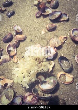 Seaweed and Shells Stock Photo - Alamy