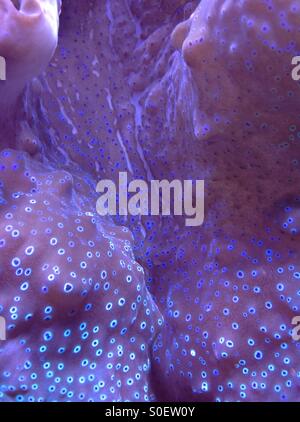 Close up of a giant clam with blue lips in Camiguin, Philippines Stock ...
