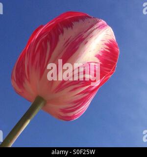 Raspberry-ripple coloured tulip against a blue sky, with texture and ...