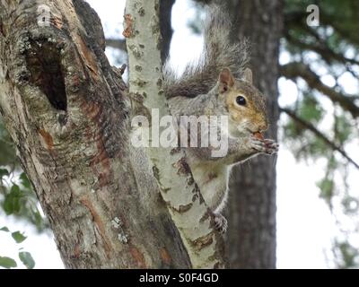 A squirrel in the branches of a tree eats a nut Stock Photo - Alamy