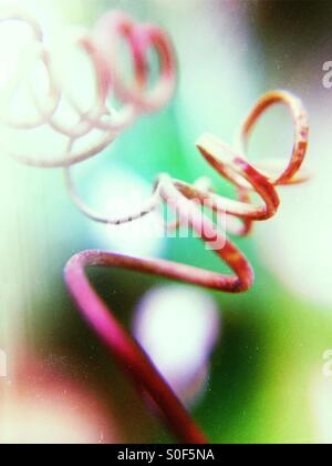 Close-Up Of Tendril Stock Photo - Alamy